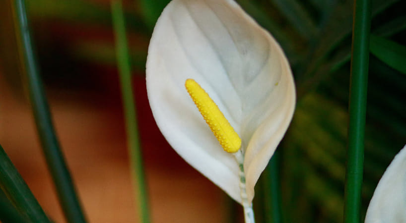 Menu of Amazonia, Bandra Kurla Complex (BKC), Western Suburbs