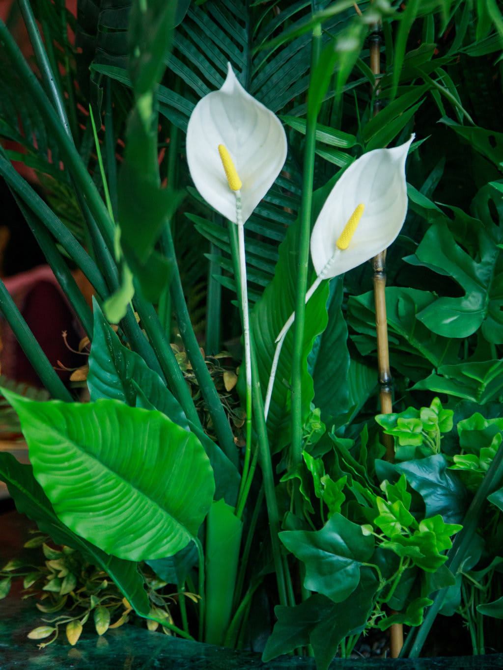 Menu of Amazonia, Bandra Kurla Complex (BKC), Western Suburbs