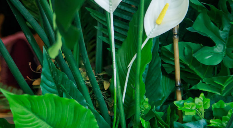 Menu of Amazonia, Bandra Kurla Complex (BKC), Western Suburbs