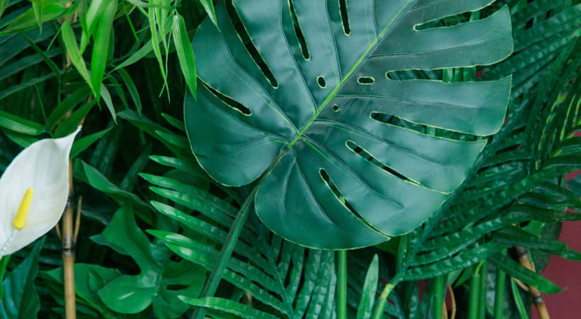 Menu of Amazonia, Bandra Kurla Complex (BKC), Western Suburbs