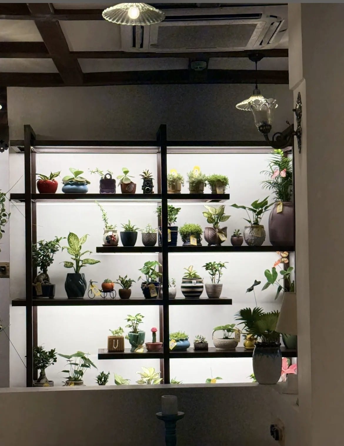 Explore Silaa The Garden Cafe in Malleshwaram, West Bengaluru